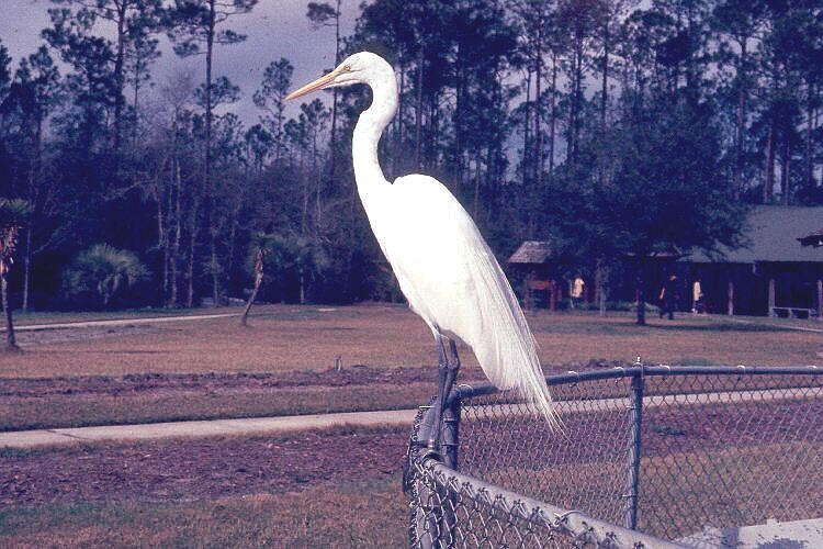 Egret in Swamp | Pics4Learning
