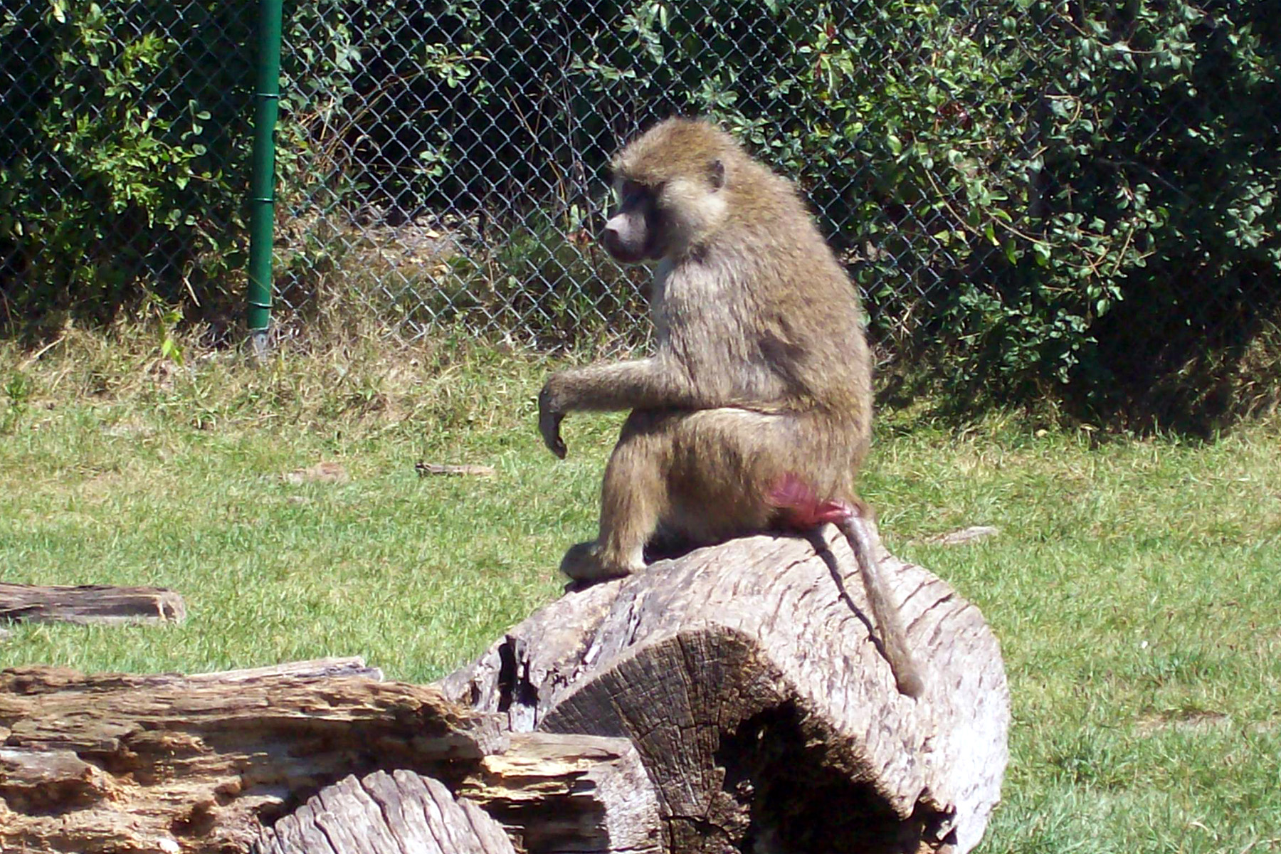 Baboon | Pics4Learning