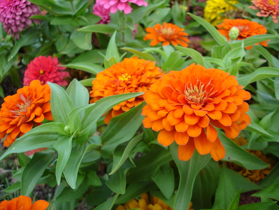 Zinnia | Pics4Learning