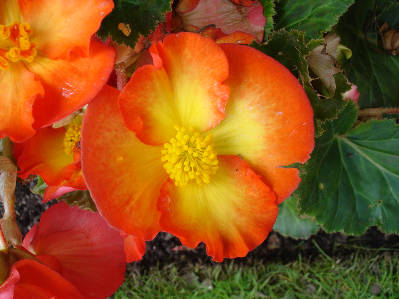 flower | Pics4Learning