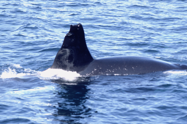 An Orca's damaged fin | Pics4Learning