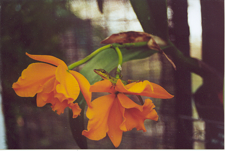 Hiding from View | Pics4Learning