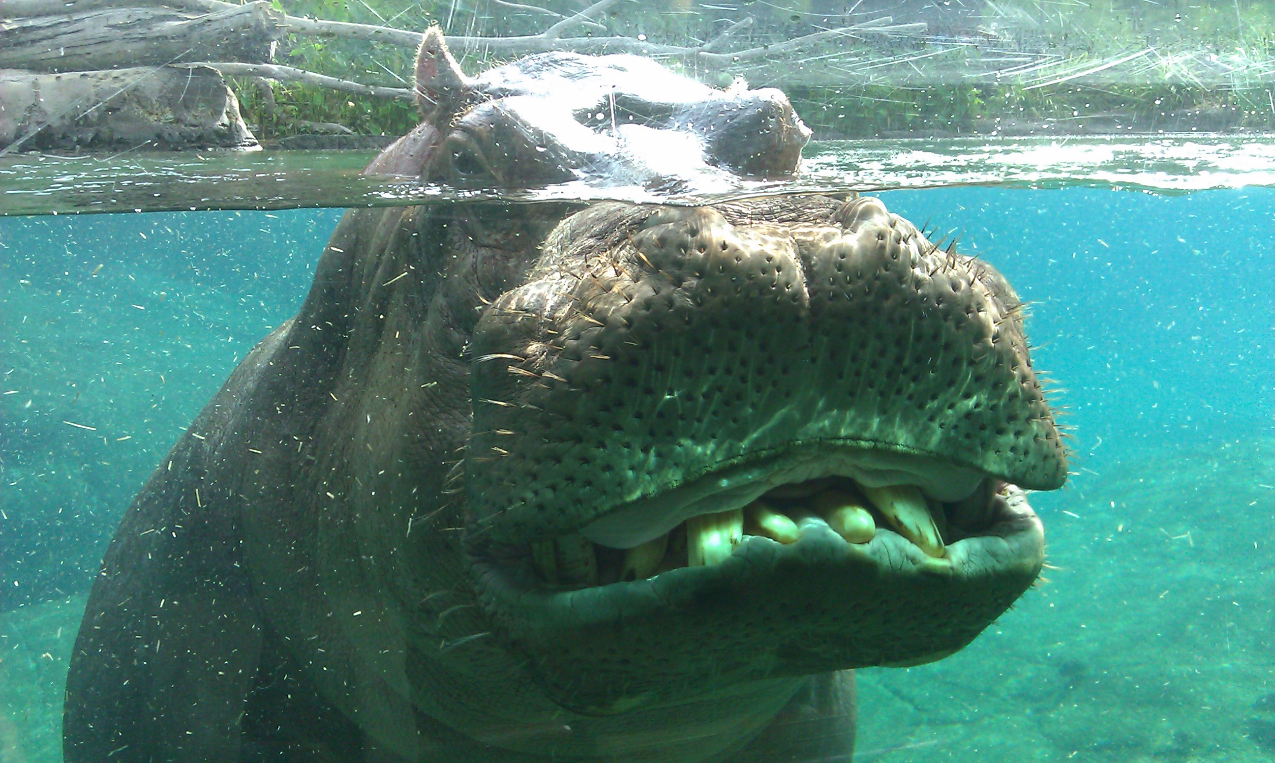 Hippo Grin | Pics4Learning