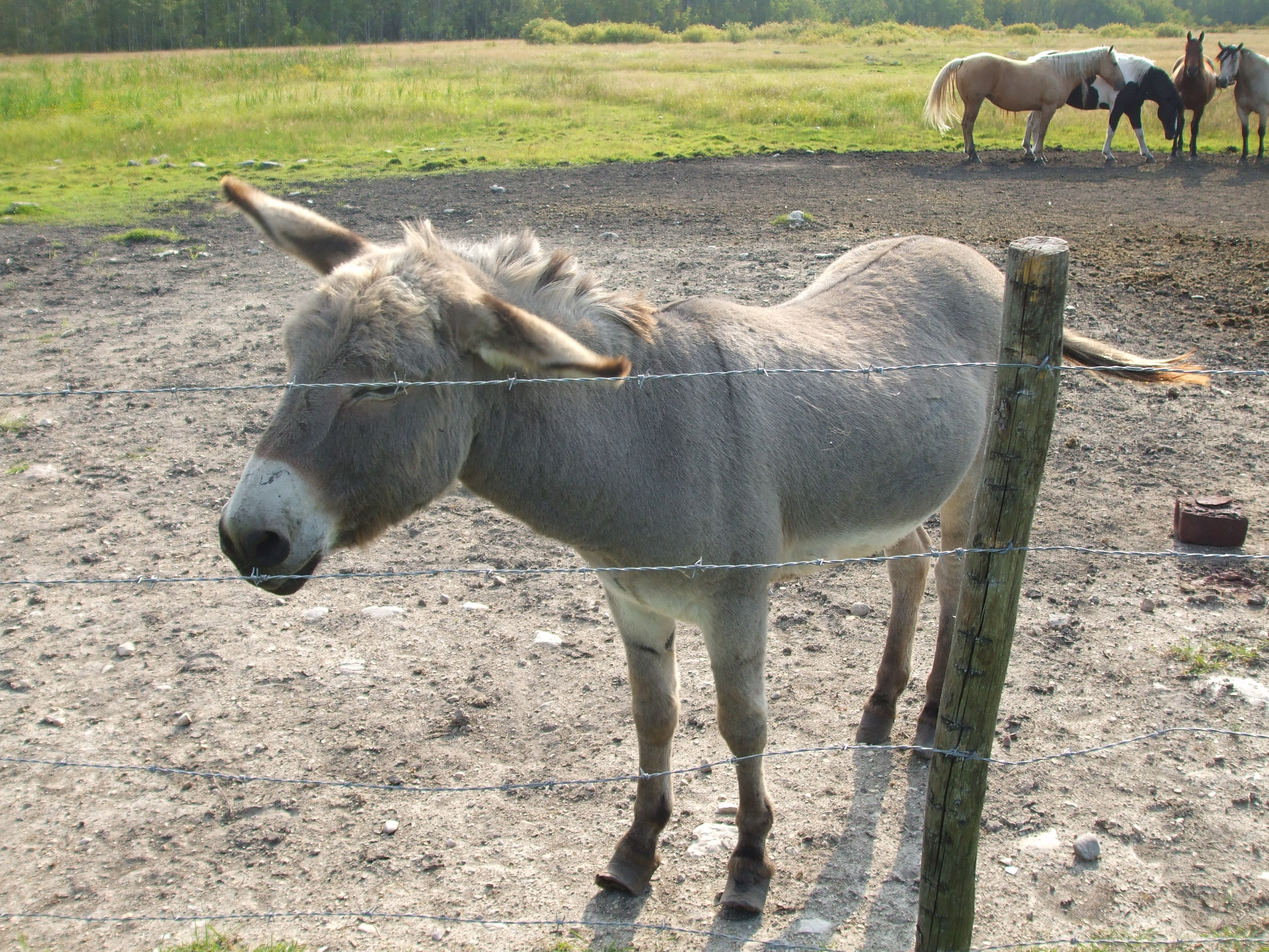 DONKEY | Pics4Learning