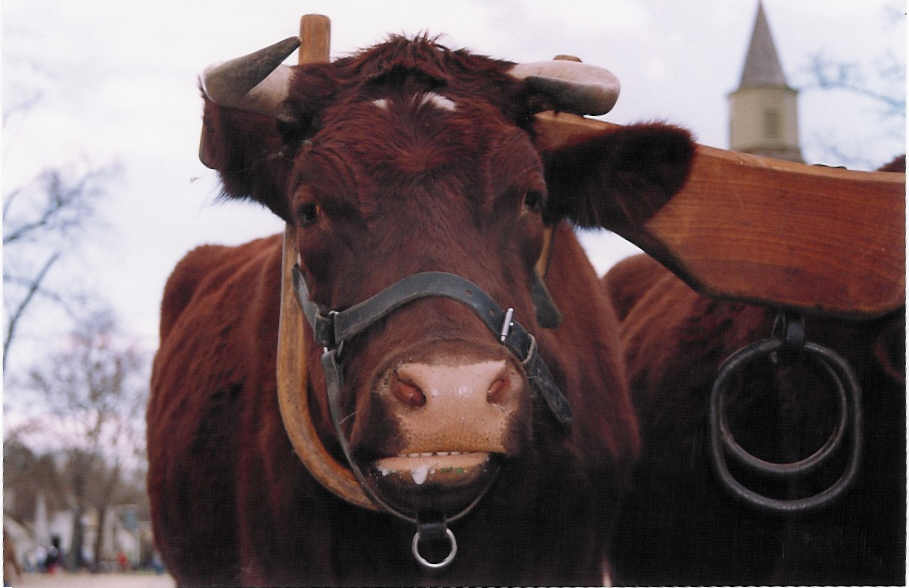Ox at Colonial Williamsburg | Pics4Learning