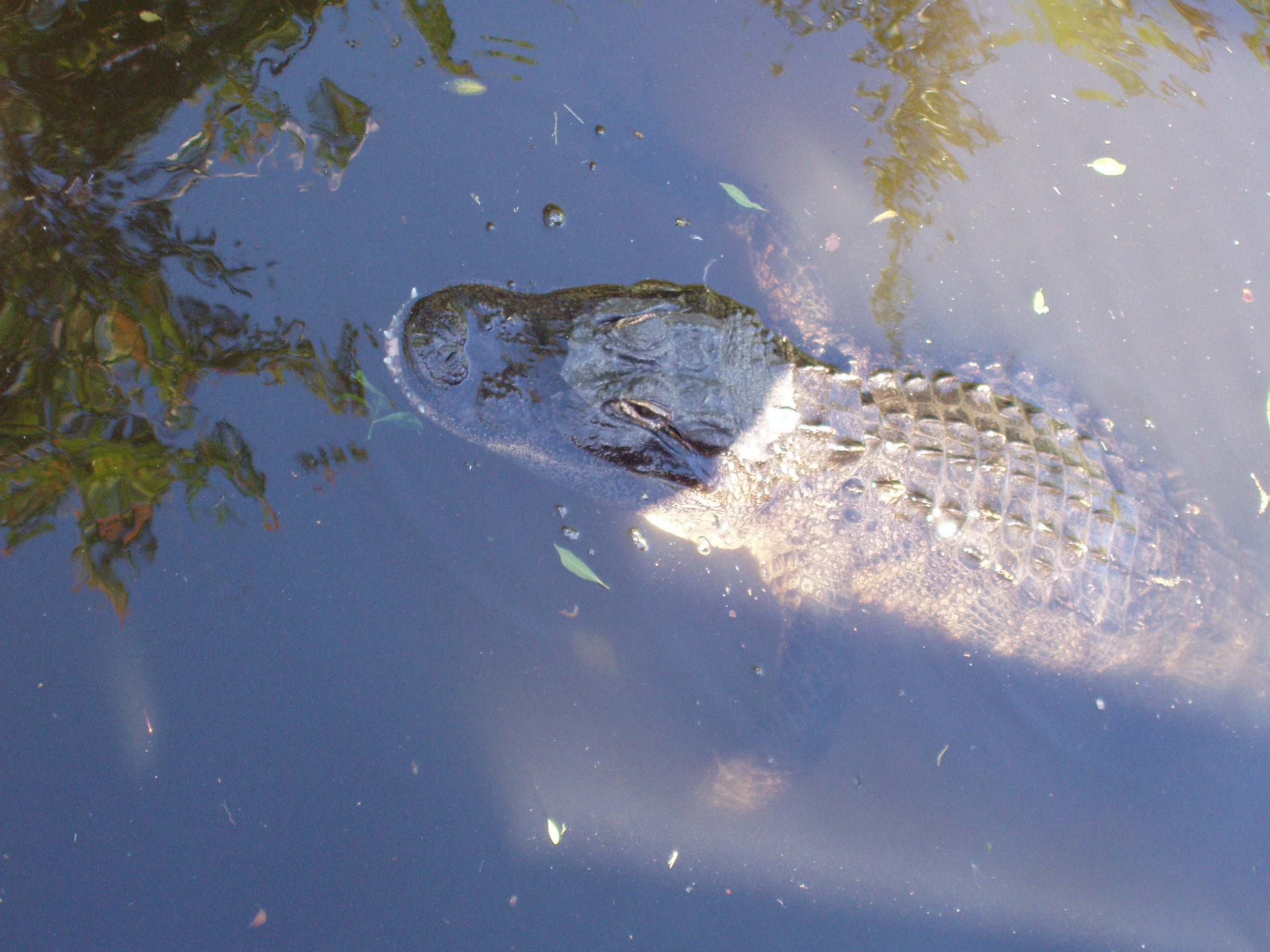 swimming gator | Pics4Learning