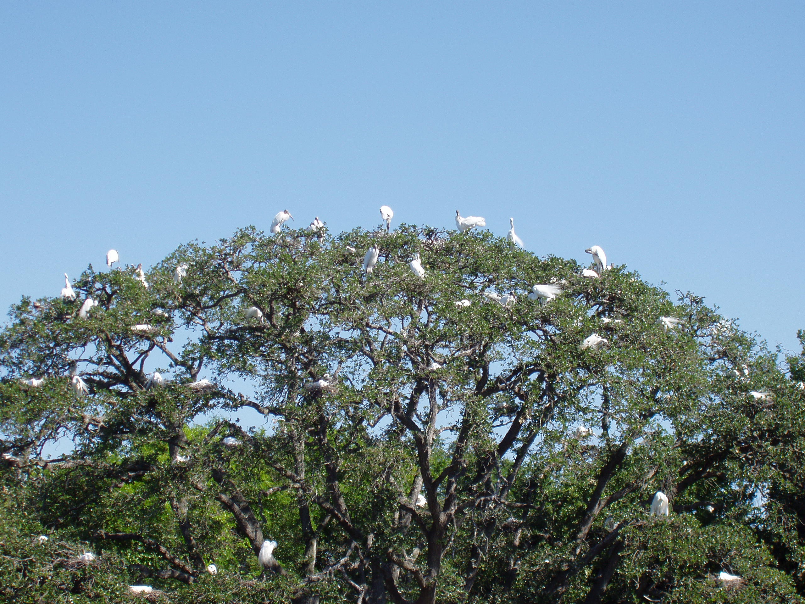 tree of birds | Pics4Learning