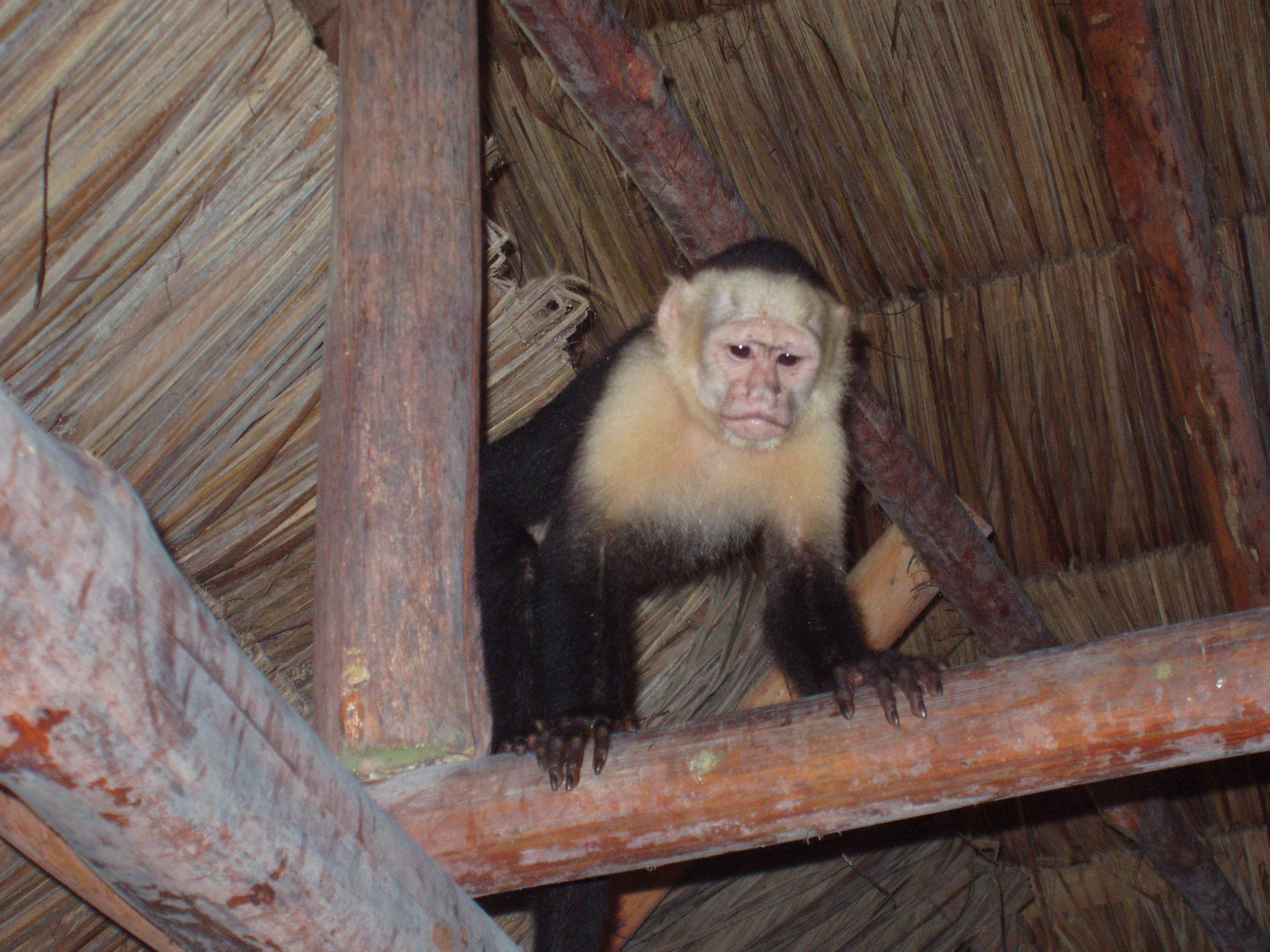 monkey | Pics4Learning