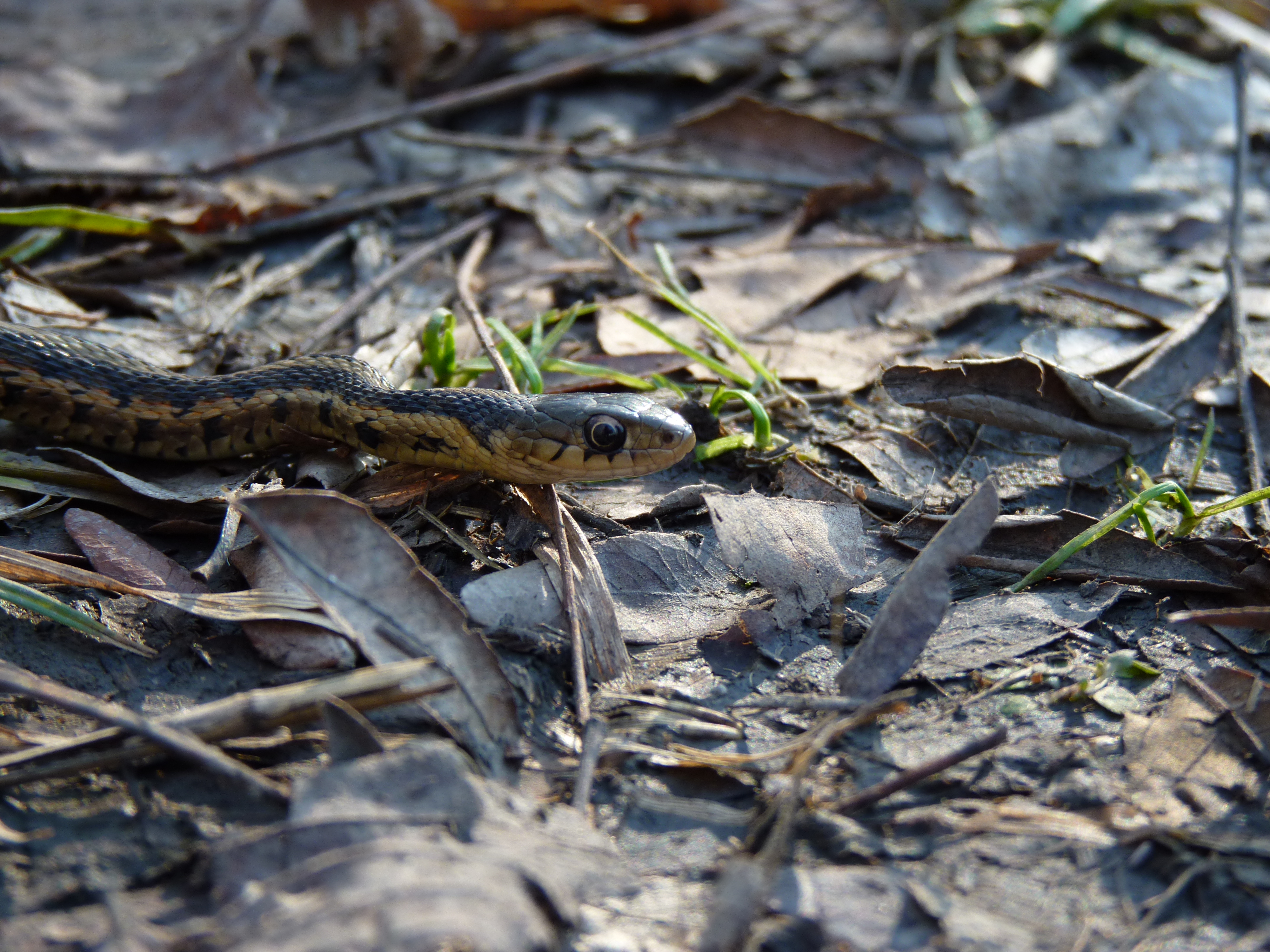 Snake | Pics4Learning