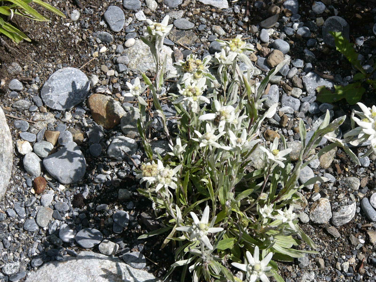 edelweiss | Pics4Learning