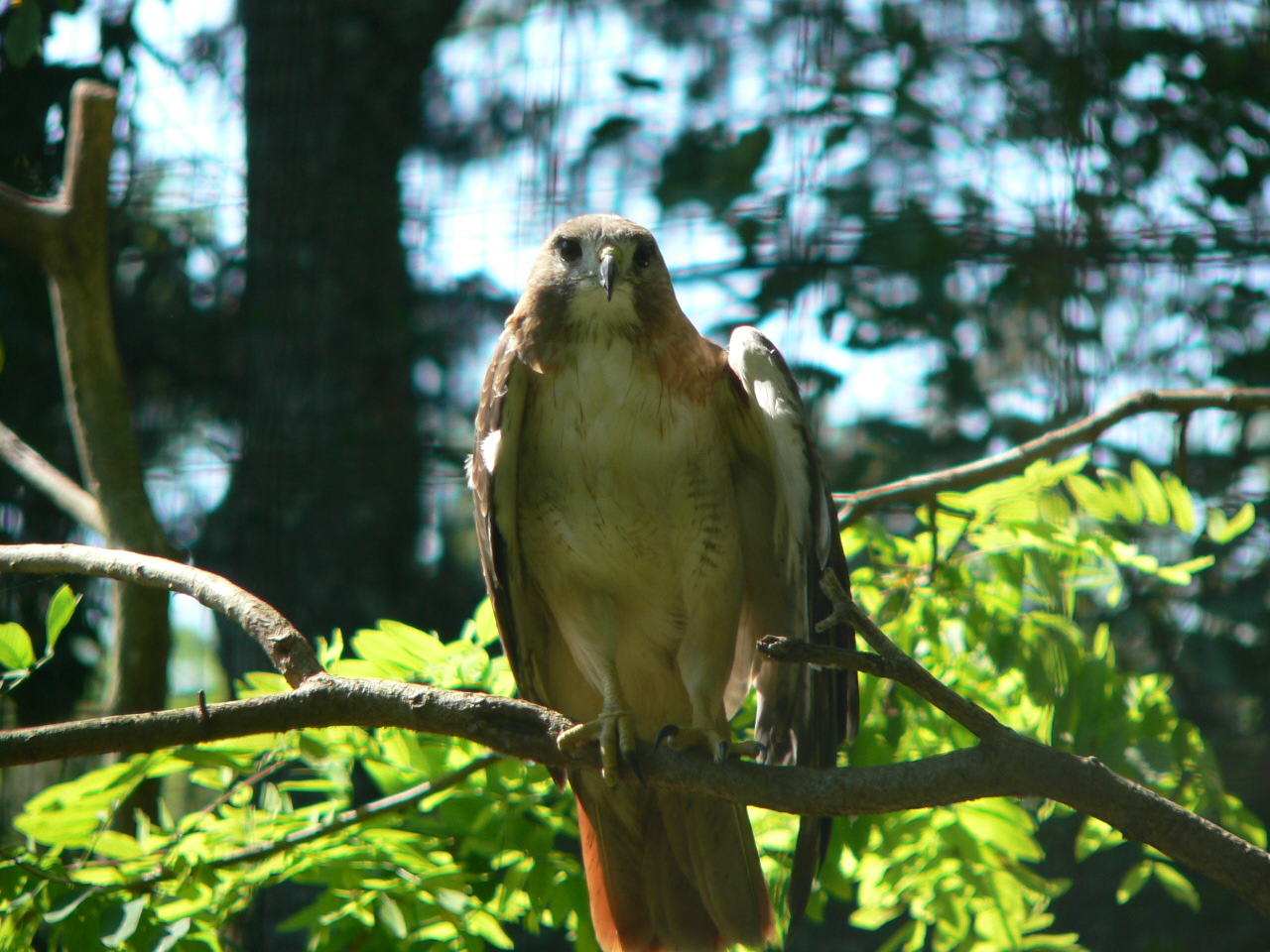 Hawk | Pics4Learning