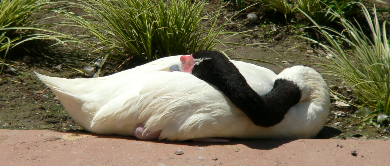 swan | Pics4Learning