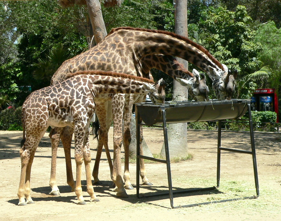 giraffe | Pics4Learning