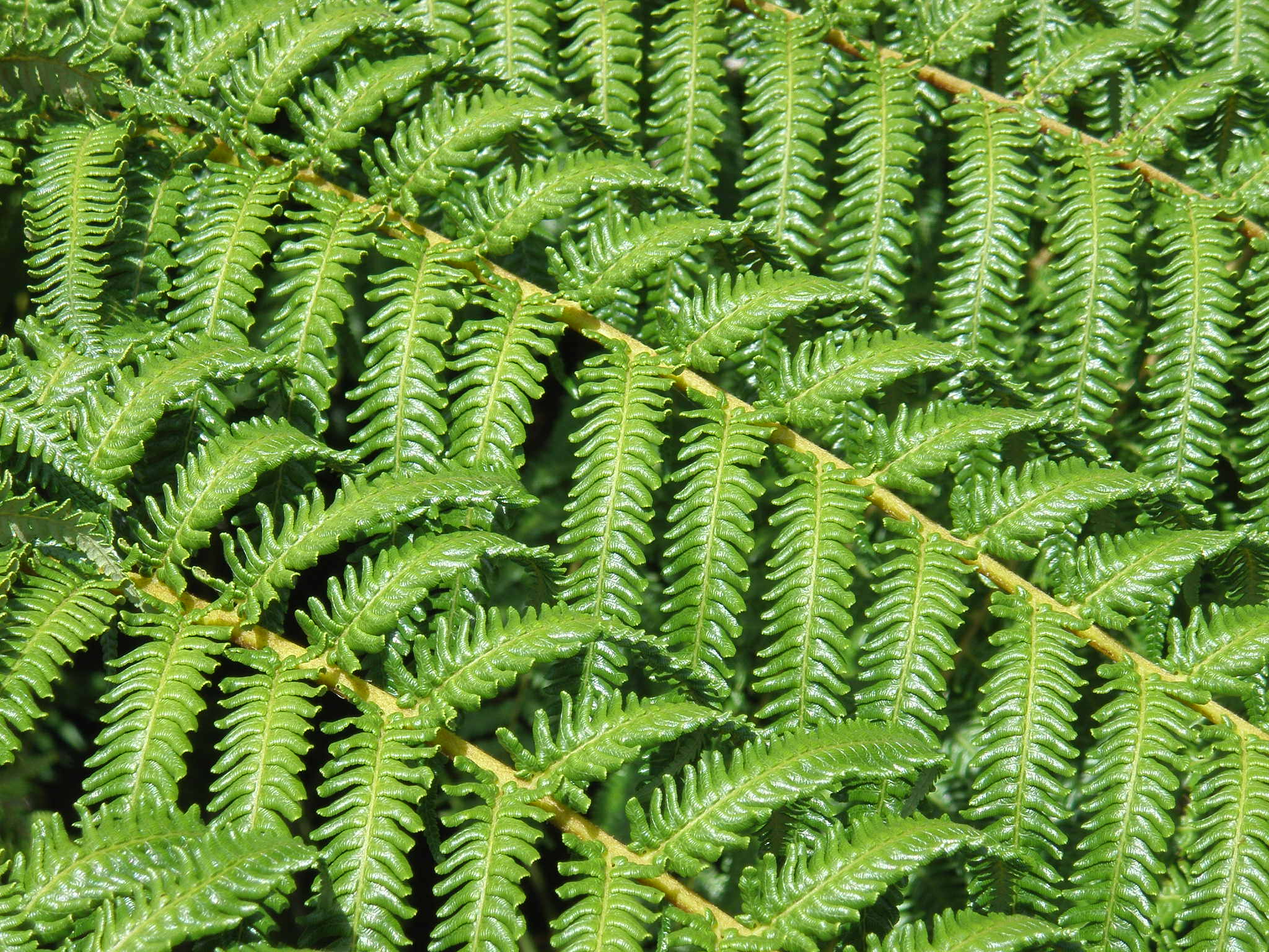 ferns | Pics4Learning