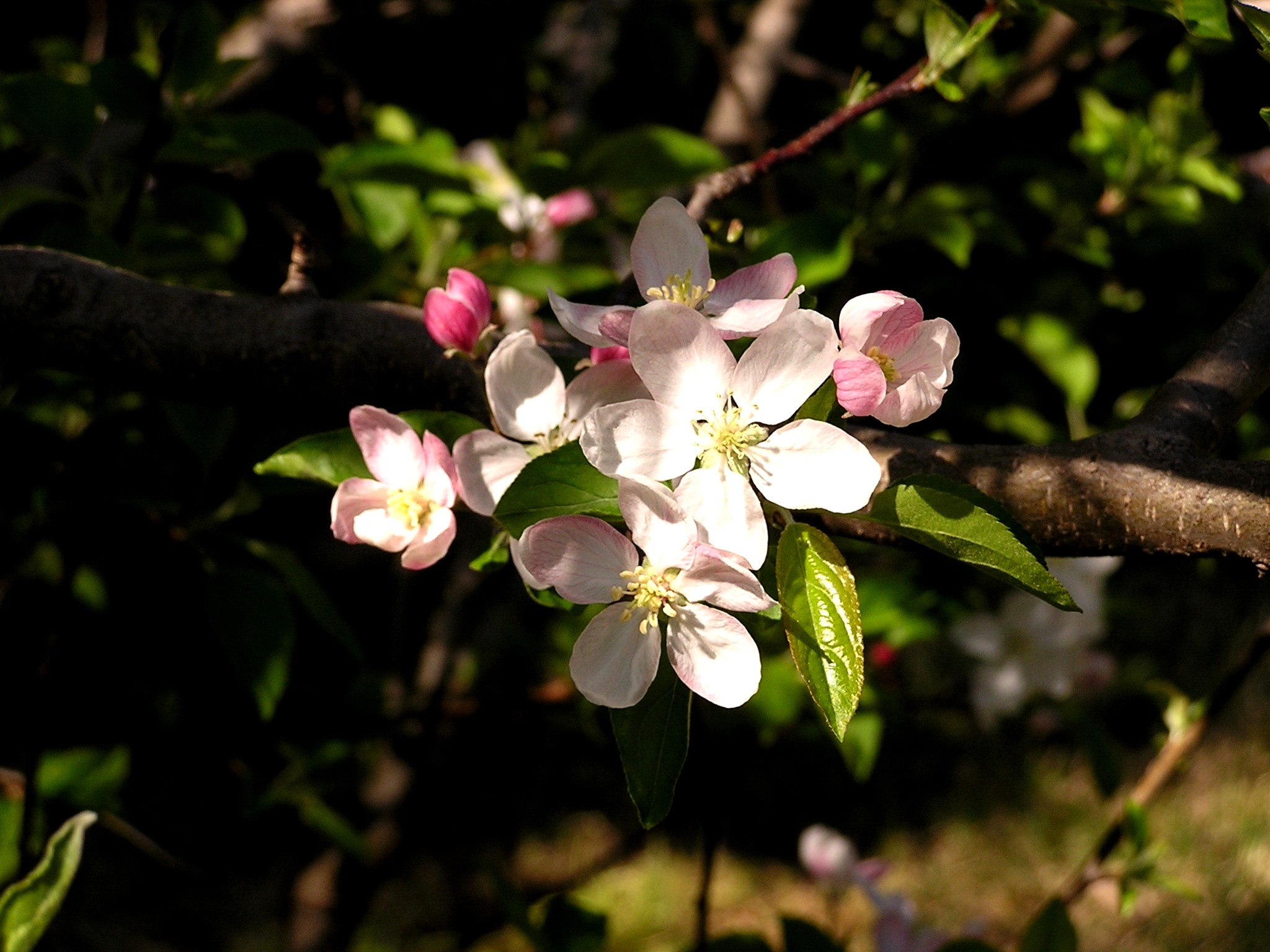 apple blossom | Pics4Learning