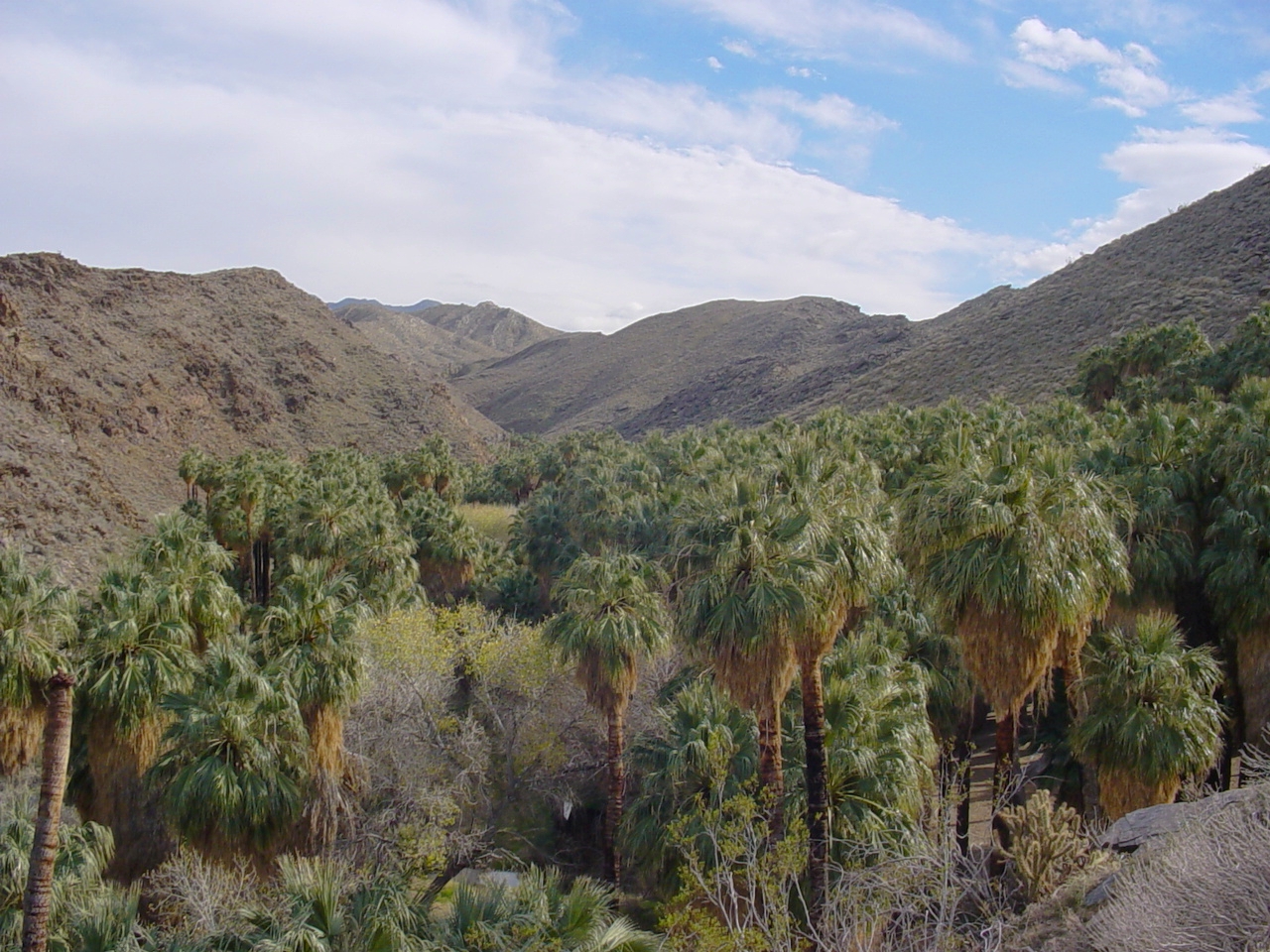 Palm Canyon | Pics4Learning