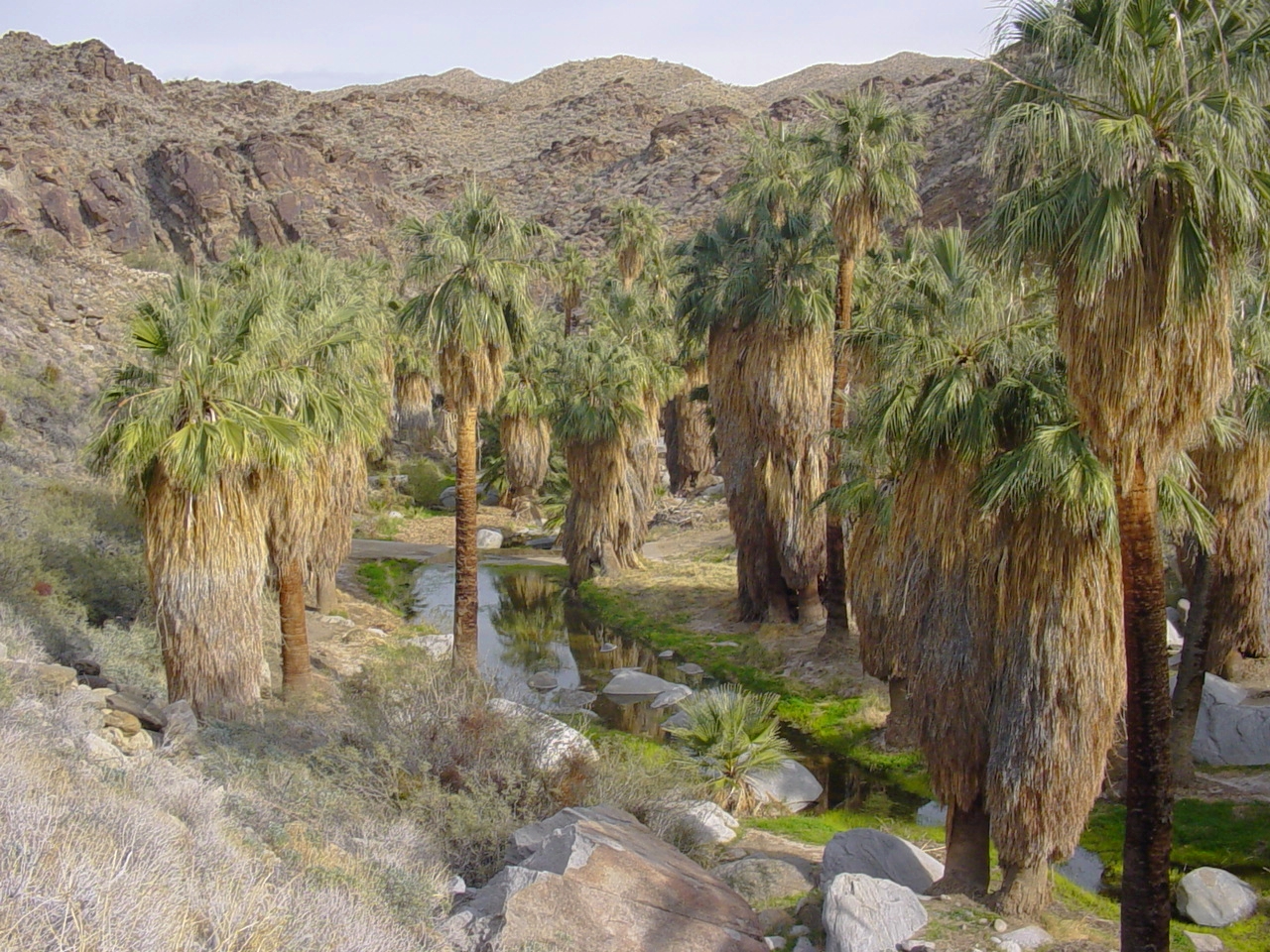 Palm Canyon | Pics4Learning