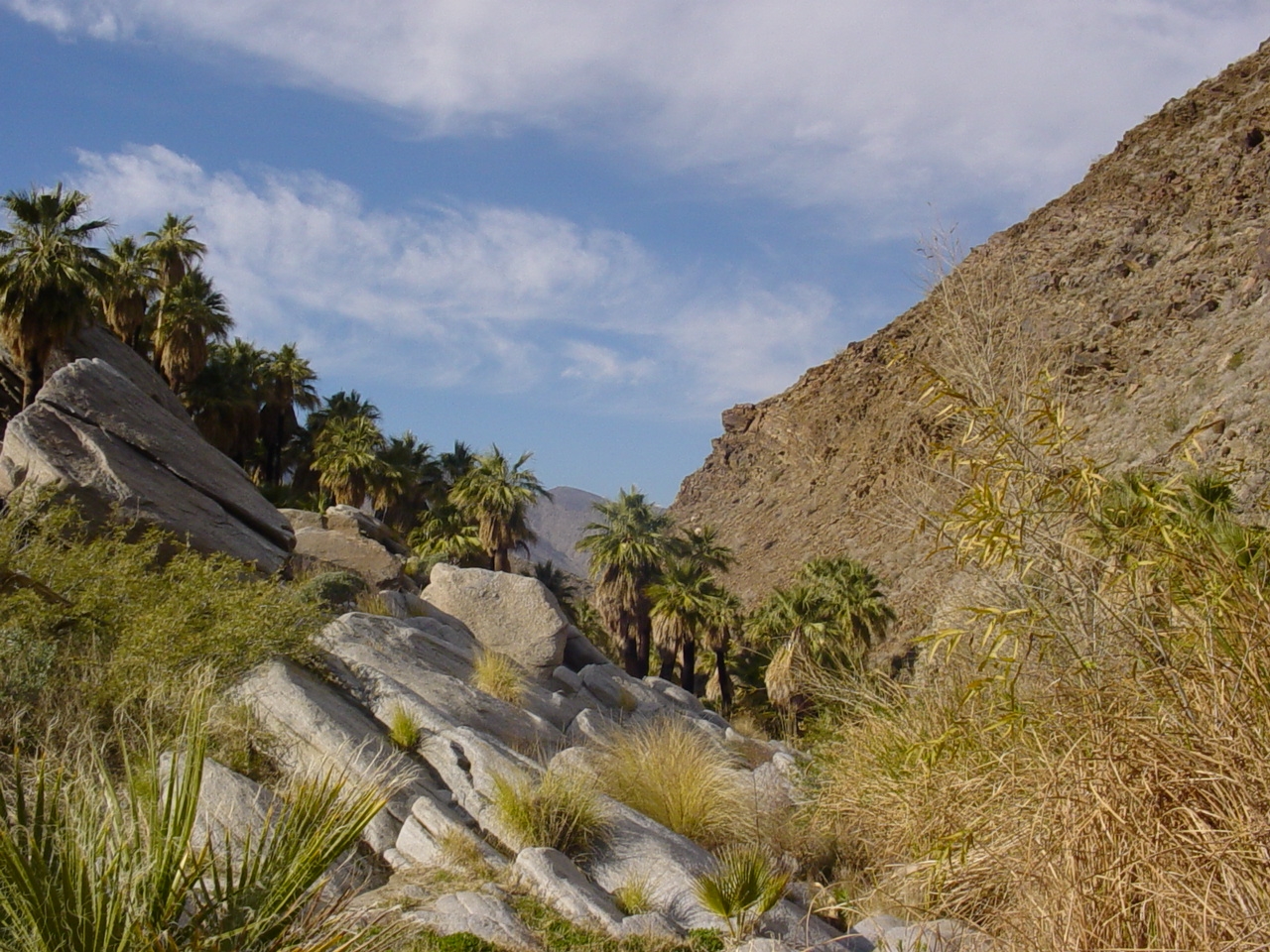 Palm Canyon | Pics4Learning