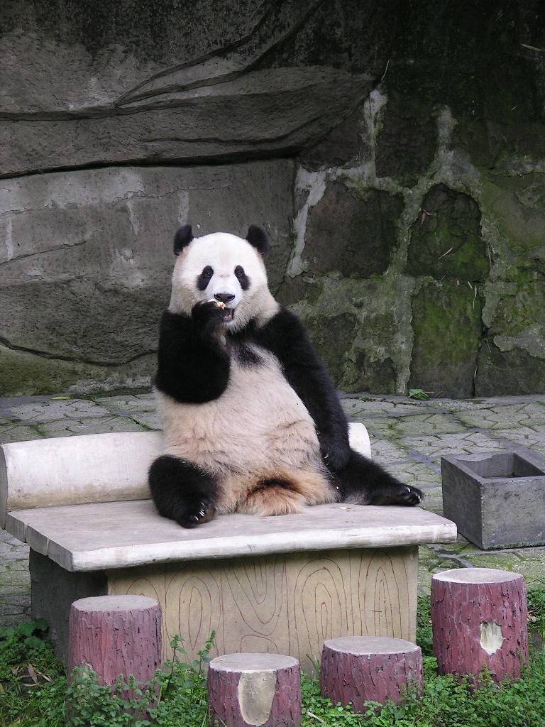 panda | Pics4Learning