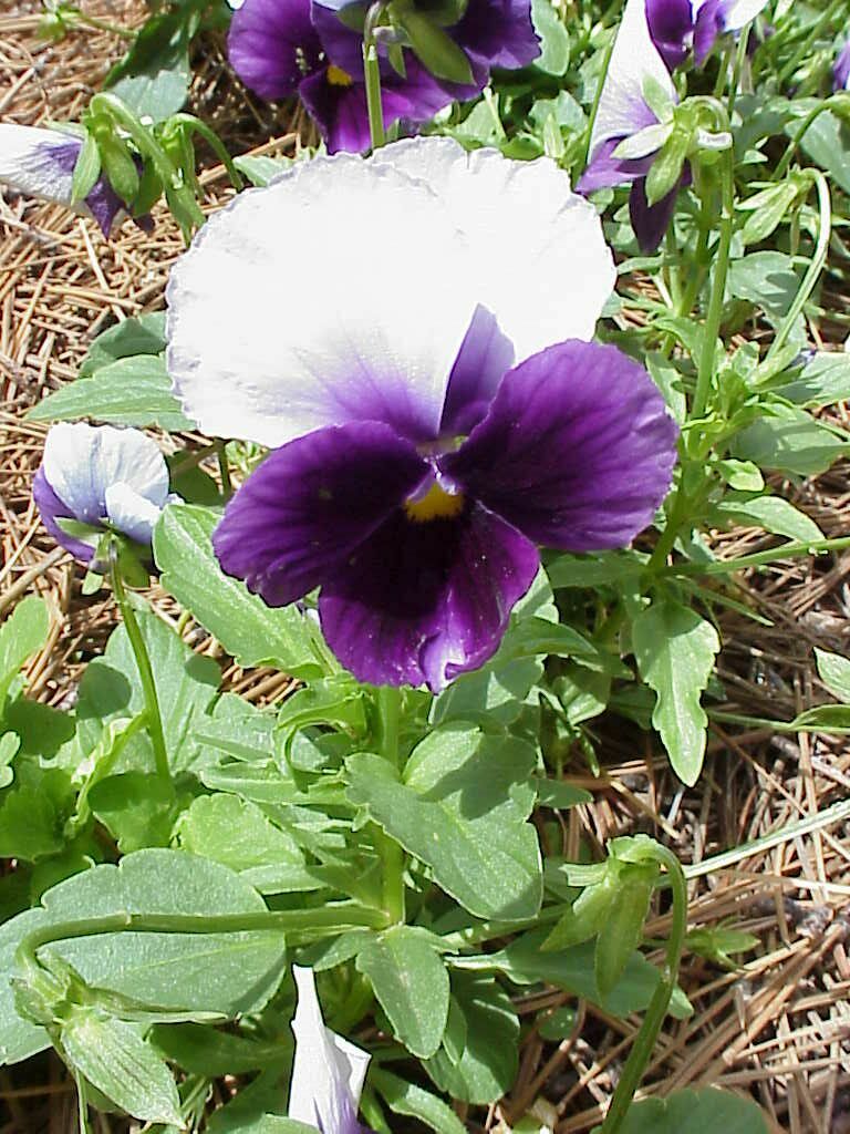 Pansy flower | Pics4Learning