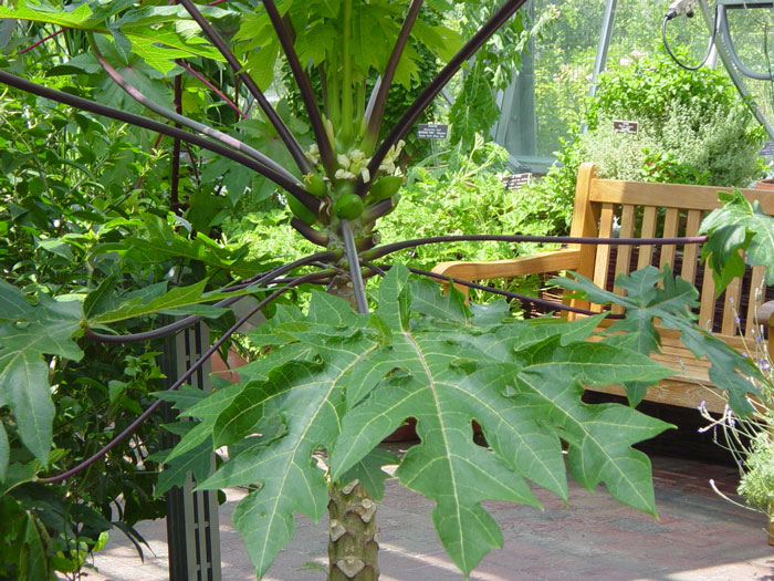 Papaya tree | Pics4Learning