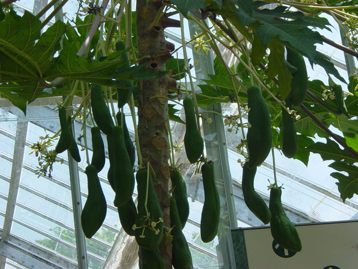 Papaya tree | Pics4Learning