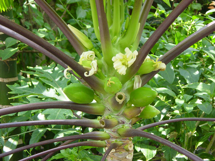 Papaya tree | Pics4Learning