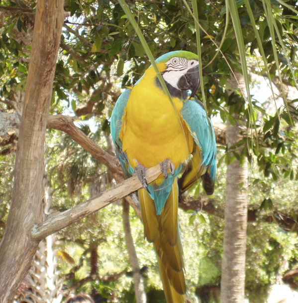 parrot | Pics4Learning