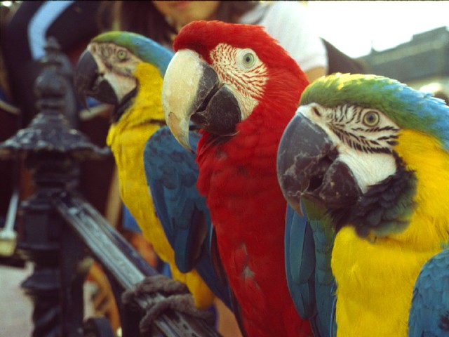 Three parrots | Pics4Learning
