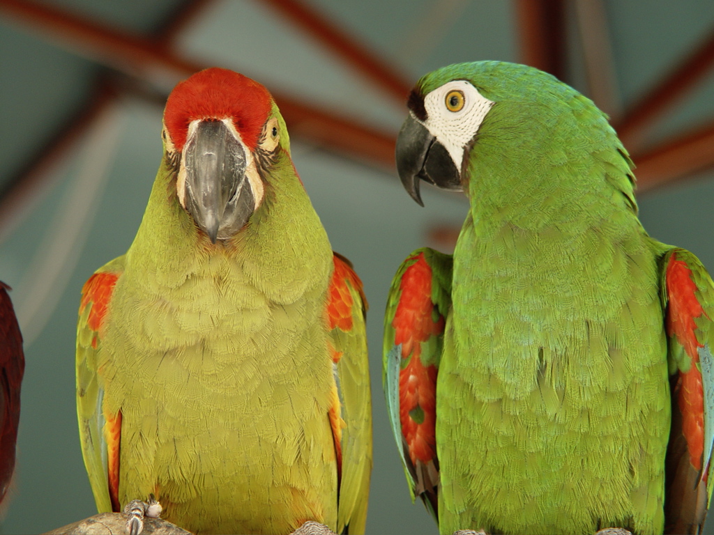 Parrots | Pics4Learning