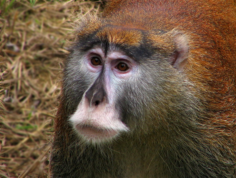 Patas Monkey | Pics4Learning
