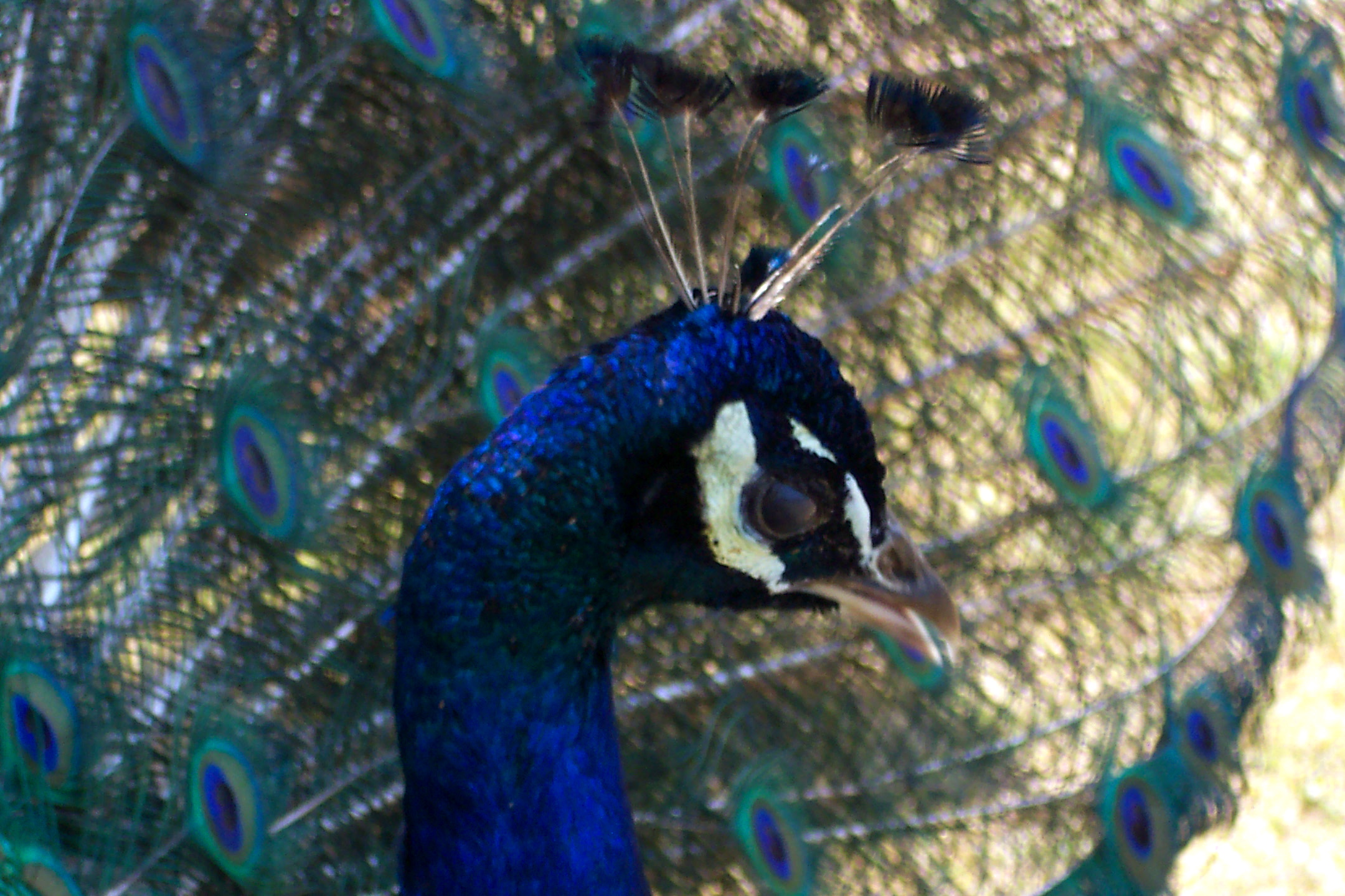 male peacock | Pics4Learning