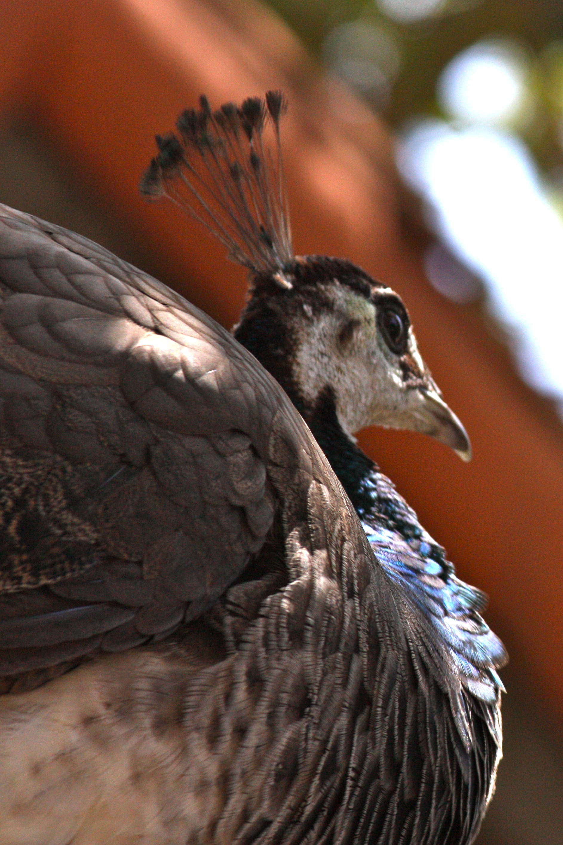 Peahen | Pics4Learning