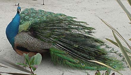 Peacock | Pics4Learning