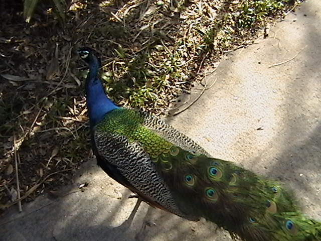 Peacock | Pics4Learning