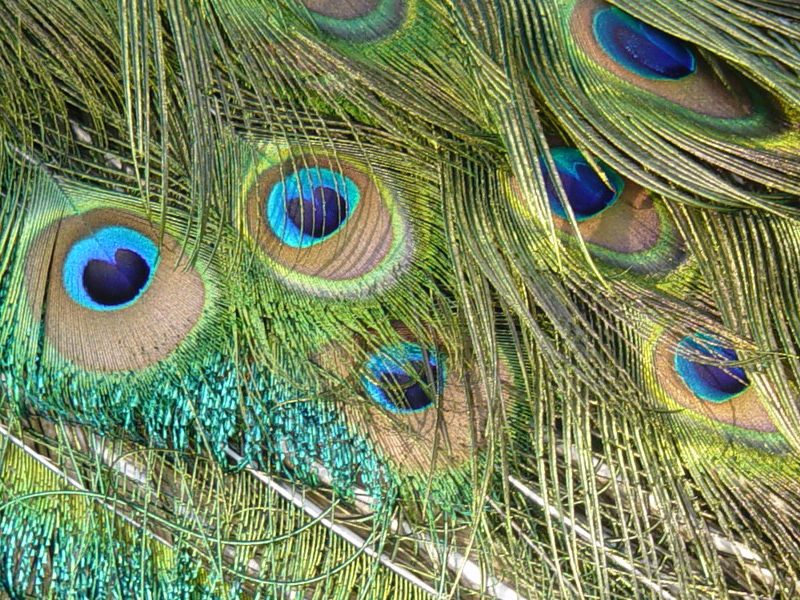 Peacock feathers at Oak Mountain State Park | Pics4Learning
