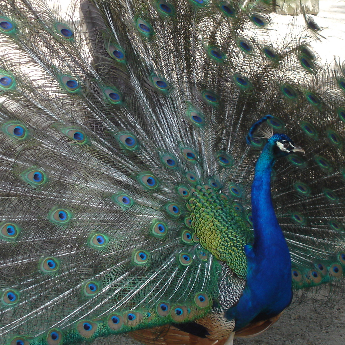 Peacock | Pics4Learning
