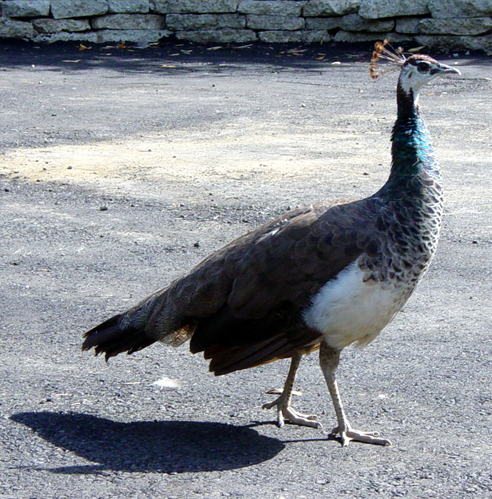 Peahen | Pics4Learning