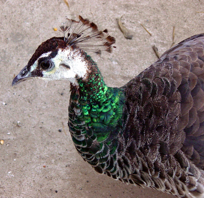 Peahen | Pics4Learning