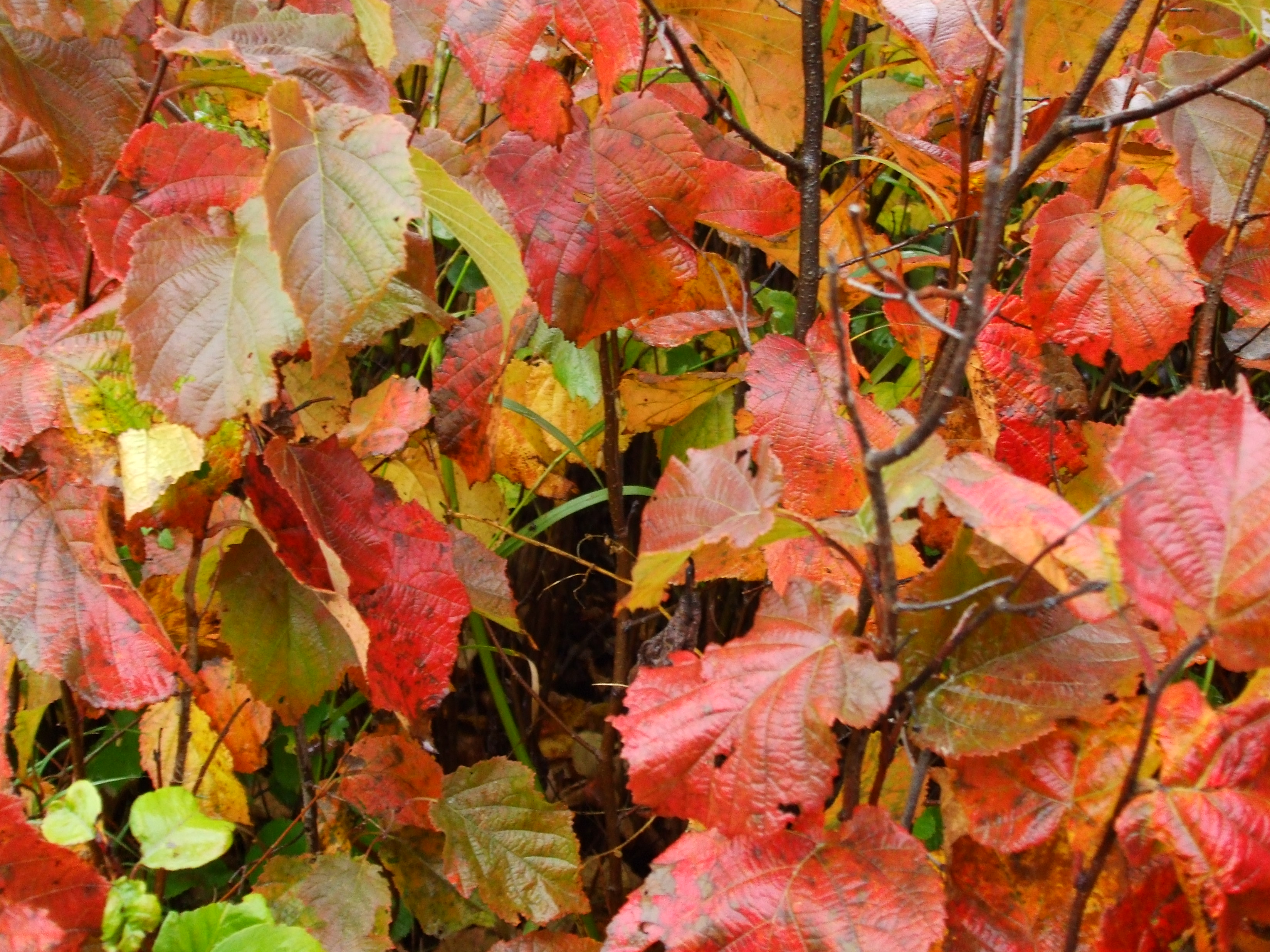 FALL LEAVES | Pics4Learning