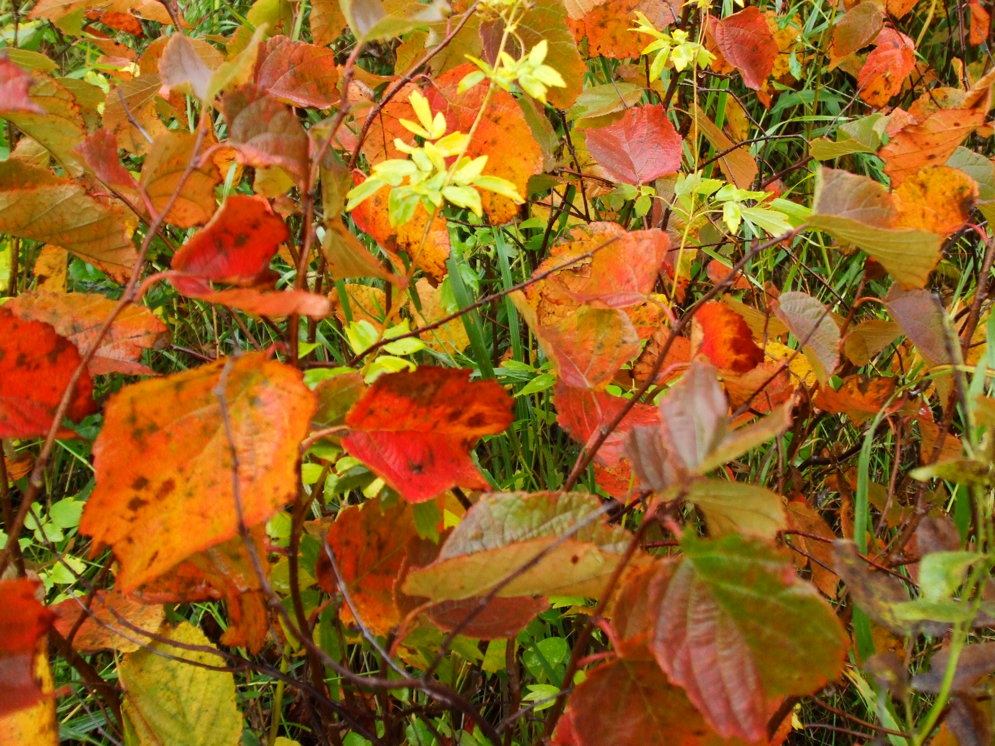 FALL LEAVES 9 | Pics4Learning