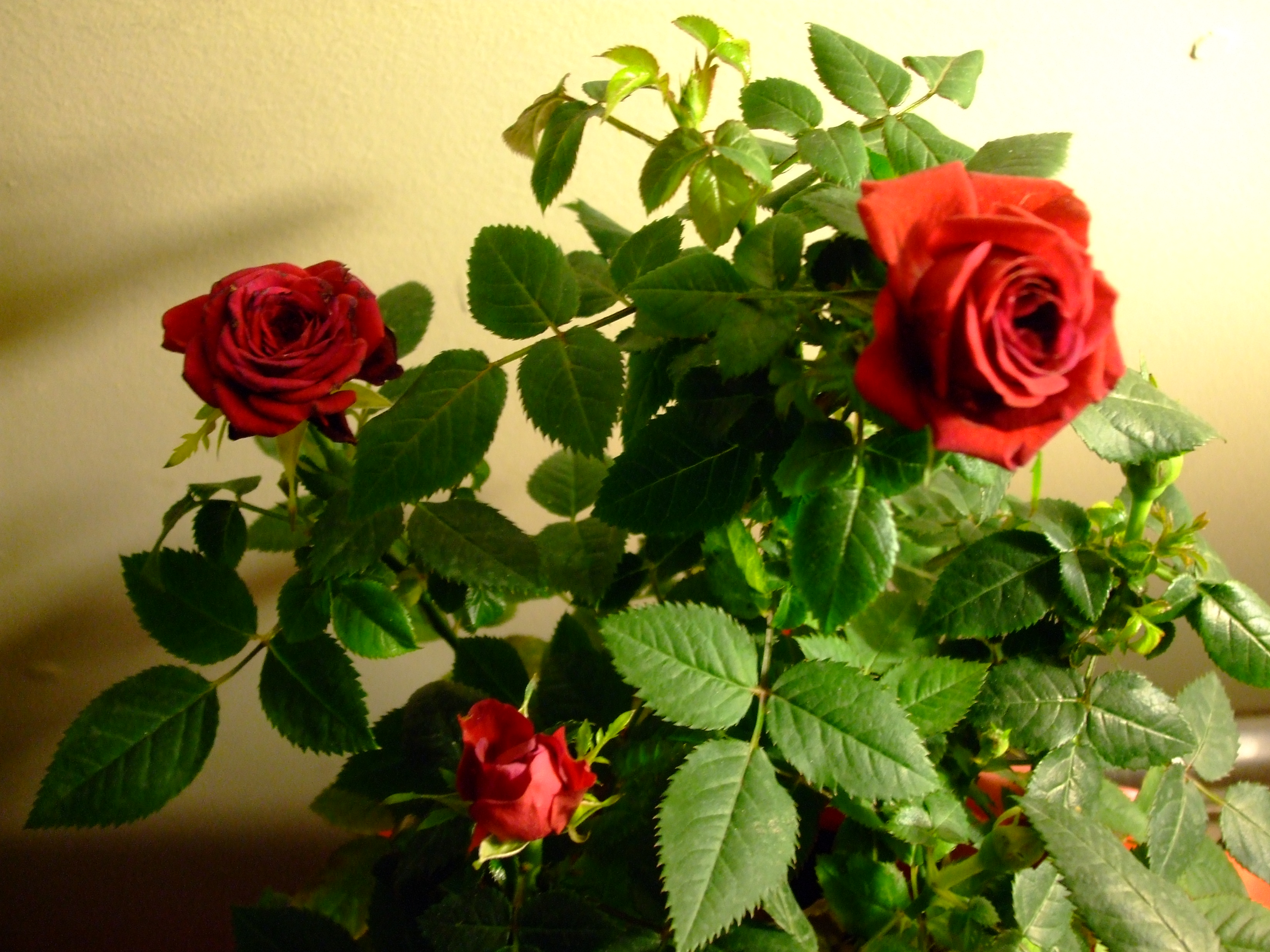 ROSES | Pics4Learning