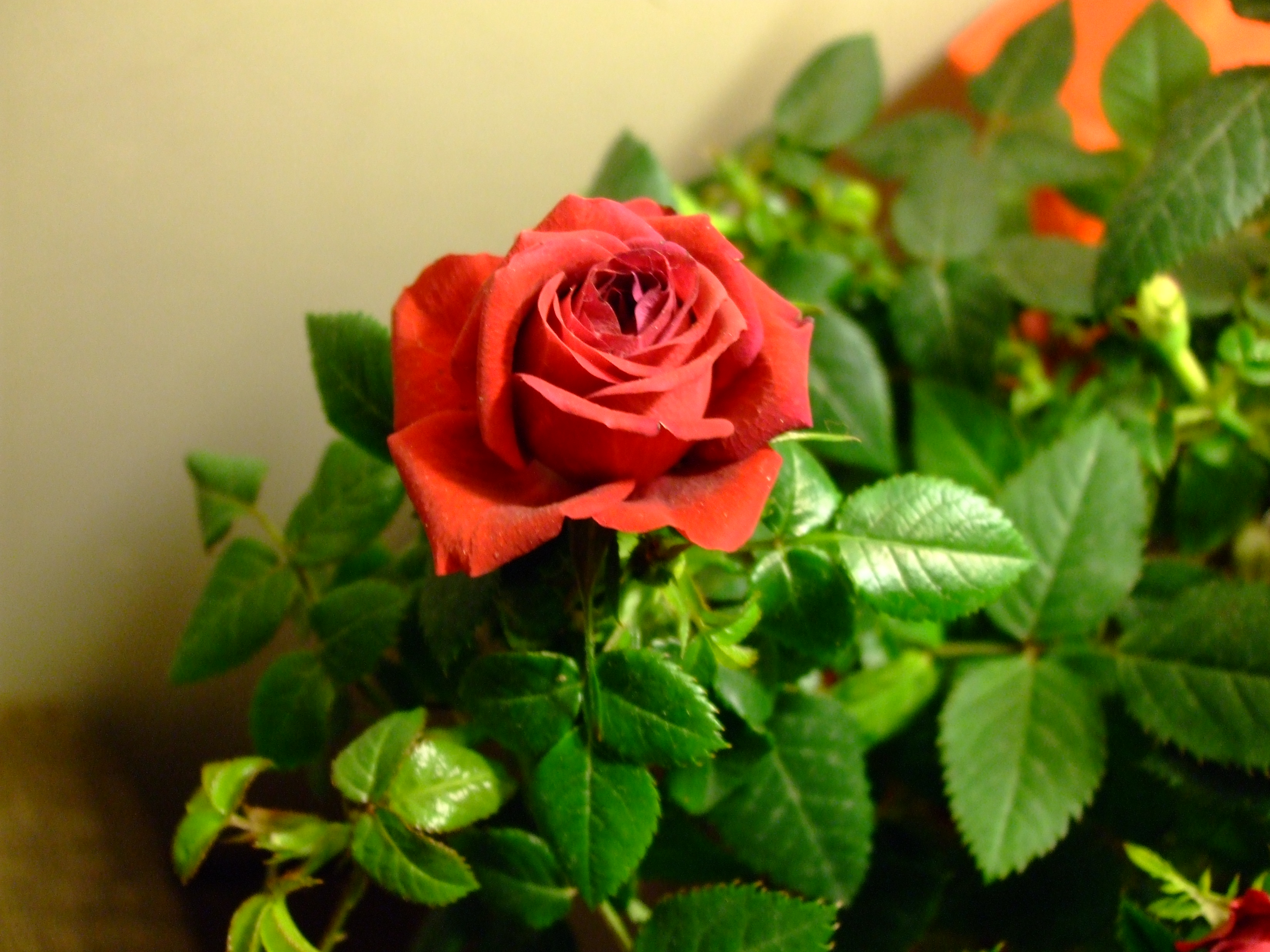 RED ROSE | Pics4Learning