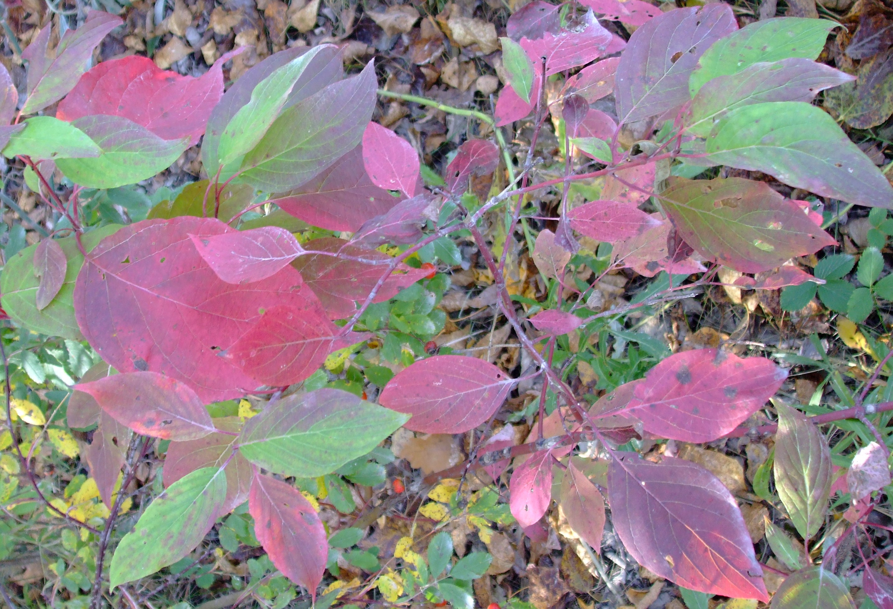 Fall Leaves 4 | Pics4Learning