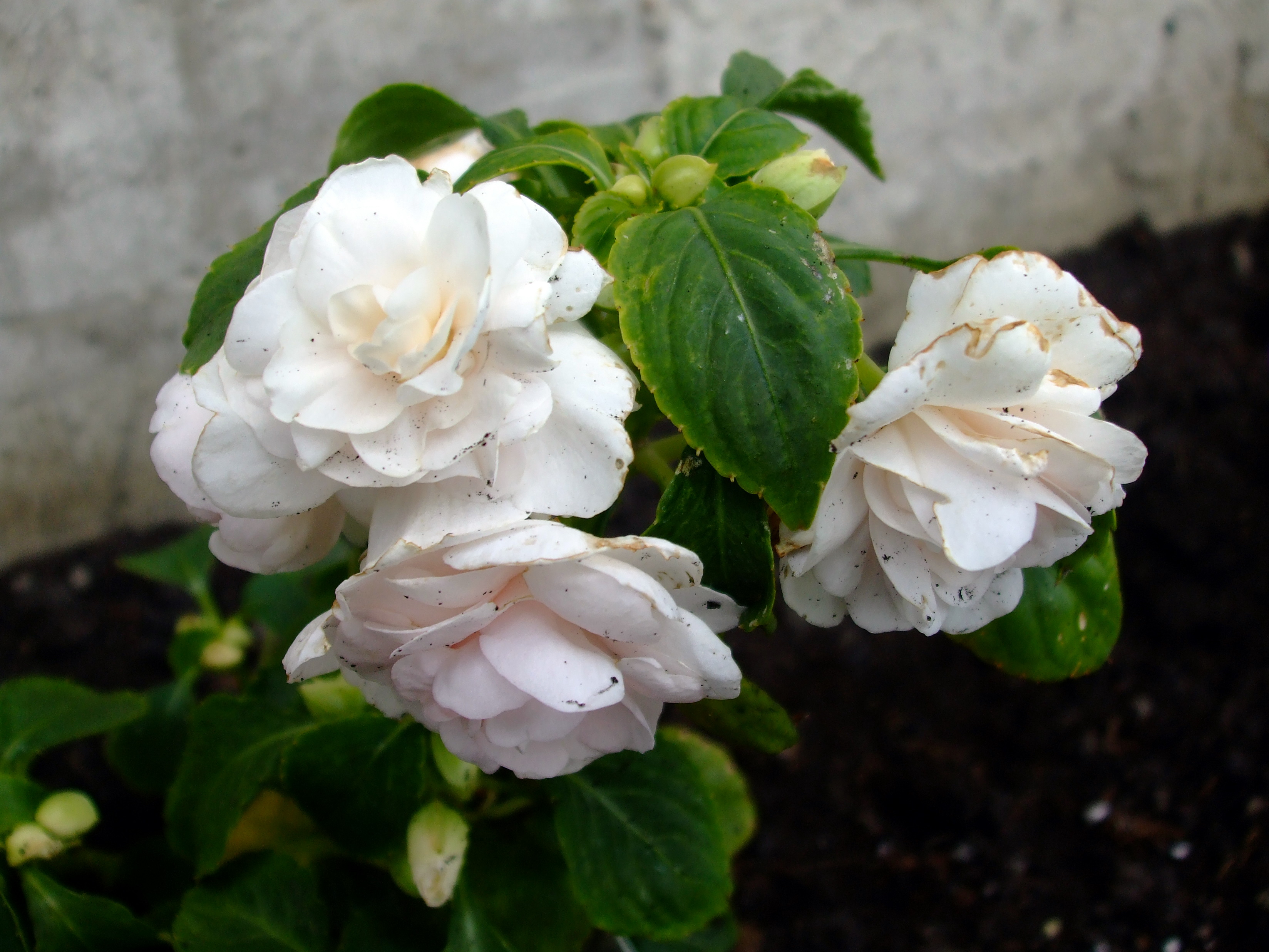 ROSE BUSH | Pics4Learning