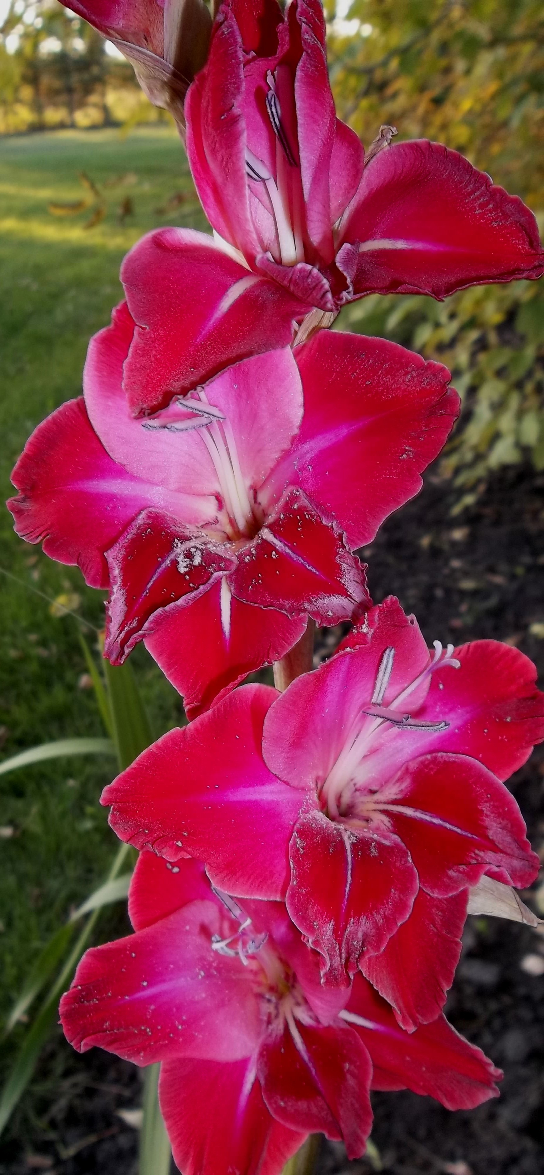 Gladiolas | Pics4Learning