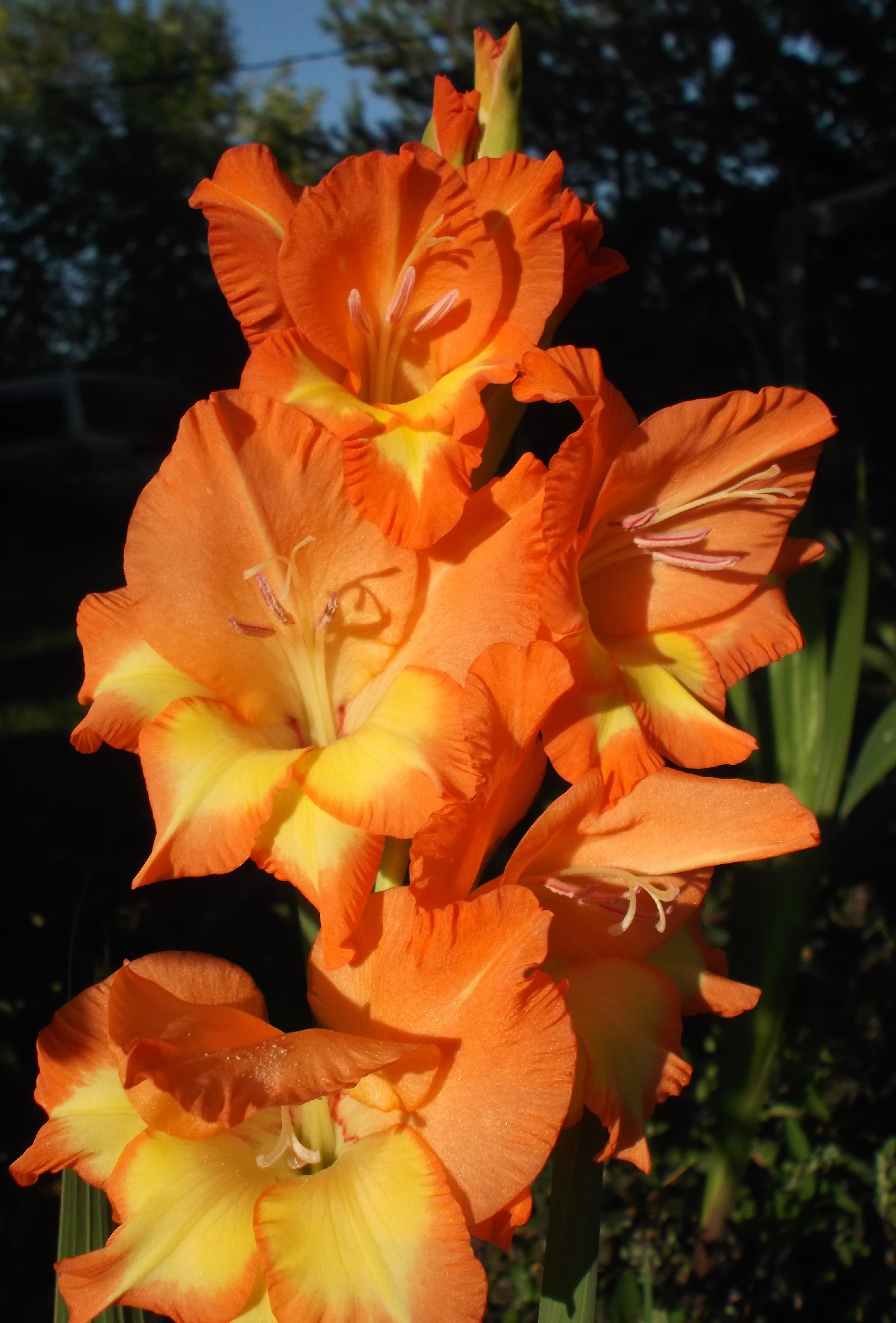 Gladiolas | Pics4Learning