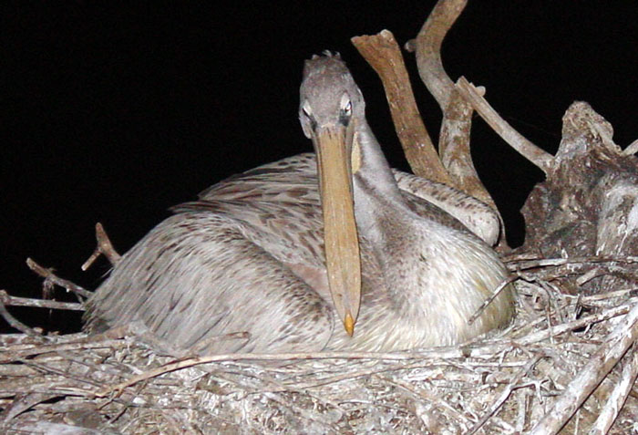 Pelican in nest | Pics4Learning