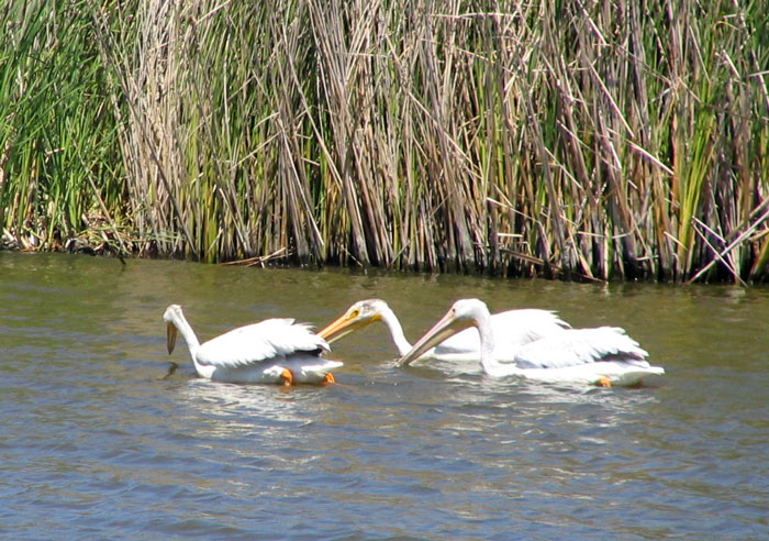 White pelicans | Pics4Learning