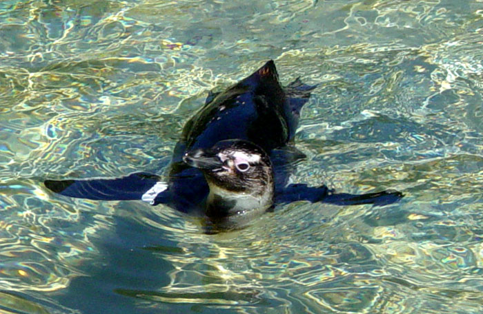 Magellanic penguins | Pics4Learning